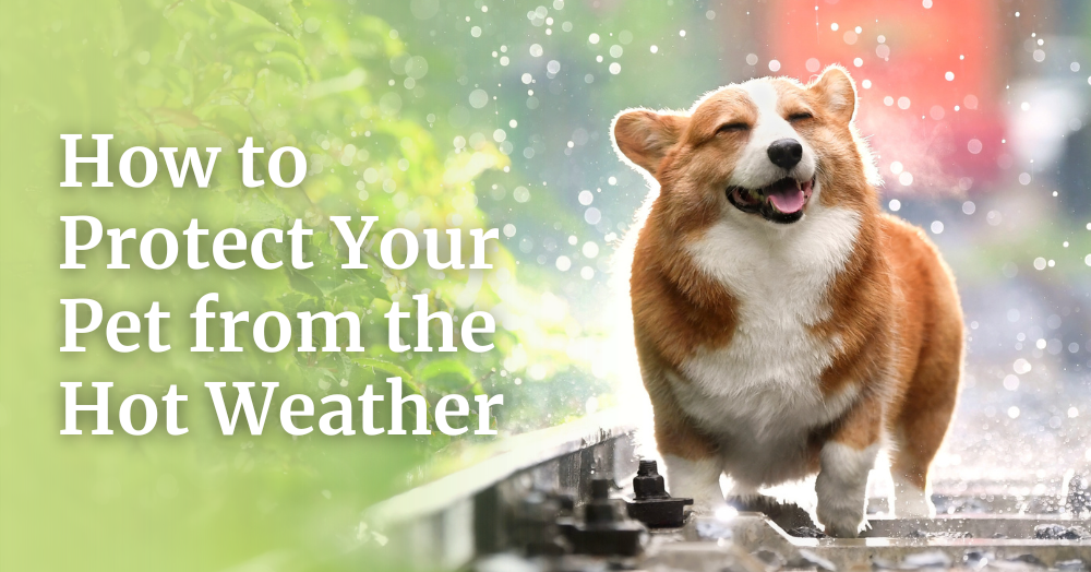 How to Protect Your Pet from the Hot Weather
